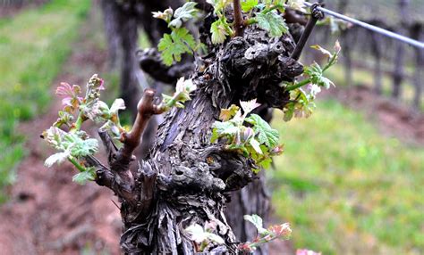 Rust Mite Monitoring Control DJ S Growers