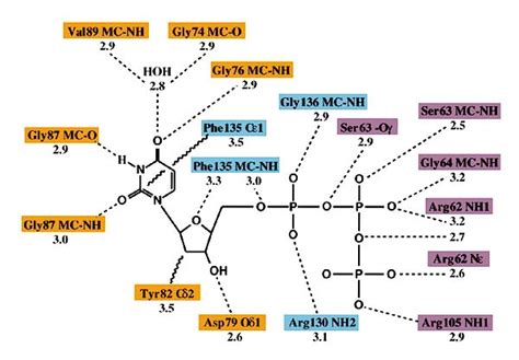 Human Dutp Pyrophosphatase Uracil Recognition By A β Hairpin And Active Sites Formed By Three
