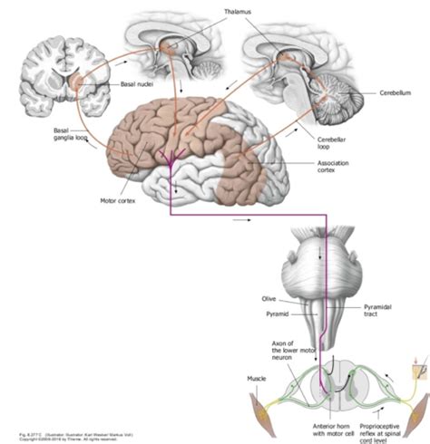Extrapyramidal System Basal Ganglia
