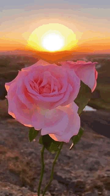 Roses Nurigallery  Roses Nurigallery Discover And Share S