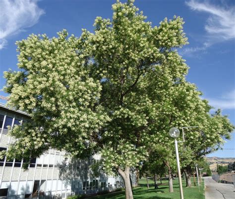 Japanese Pagoda Tree Fall Color