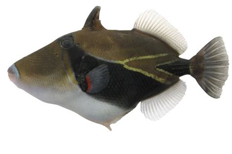 Halfmoon Triggerfish Rhinecanthus Lunula Randall And Steene 1983 The