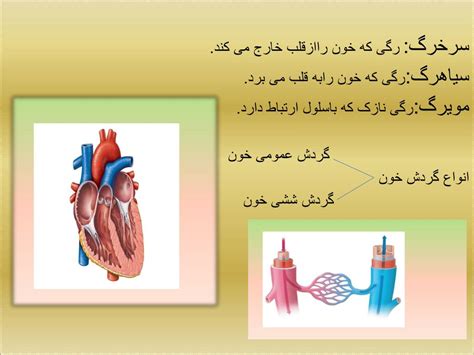 Ppt دستگاه گردش خون Powerpoint Presentation Free Download Id5224326