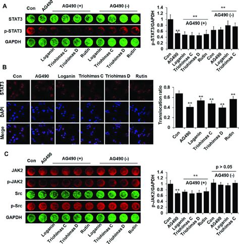 Four Compounds Restrained Phosphorylation Activation And Nuclear Download Scientific Diagram
