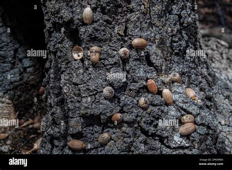 Acorn Or Lande Inside The Trunk And Bark Of A Tree Of The Arboreal