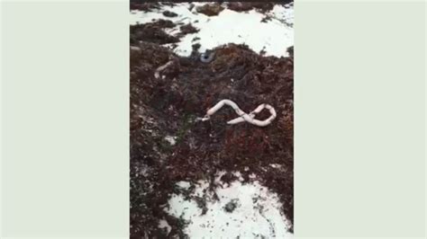 Mysterious Beach Worm Identified Caribbean Broadcasting Corporation