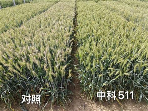 张劲松研究组和陈受宜研究组发现水稻中胚轴和胚芽鞘调控机制中国科学院遗传与发育生物学研究所