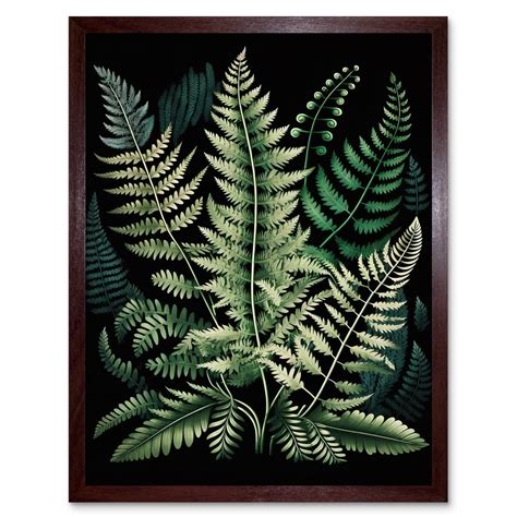 Different Fern Fronds Detailed Leaves Illustration Art Print Framed