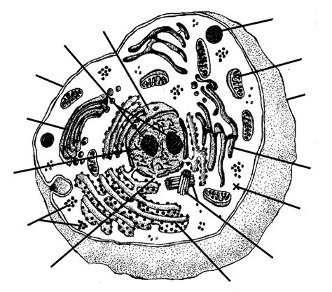 Anatomy Lab 2 Figure 1 Diagram Quizlet