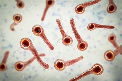 Tetanus Bacteria Illustration Stock Image F036 6221 Science Photo Library