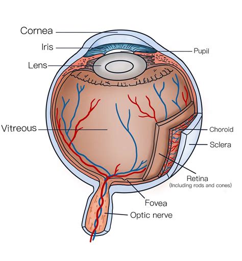 Drawing Of The Eye Eye Anatomy Parts Of The Eye Retina