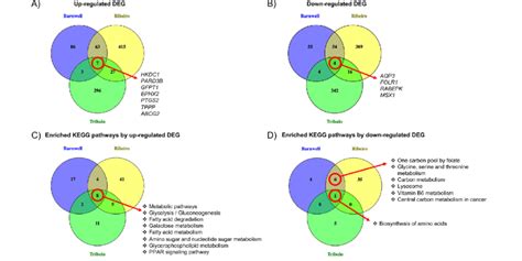 Venn Diagrams Showing The Overlapping Upregulated A Or Downregulated