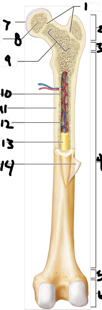 Bio Diagram Quizlet