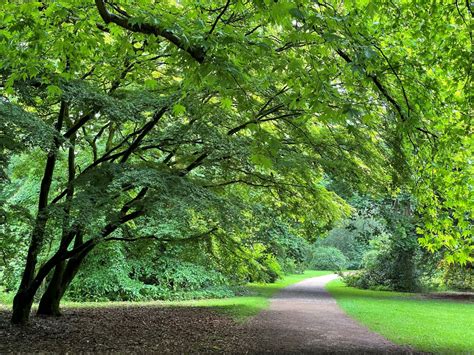 Tree Protection And The Propping Of Vulnerable Trees Gardens Heritage And Planning