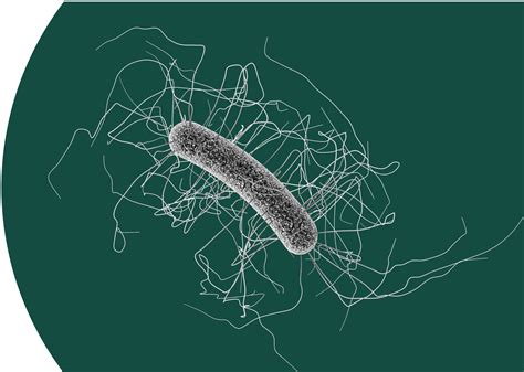 Lumen Bioscience Home