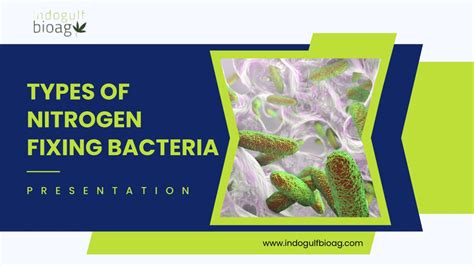 PPT Exploring The Diversity Of Nitrogen Fixing Bacteria A Comprehensive Overview PowerPoint