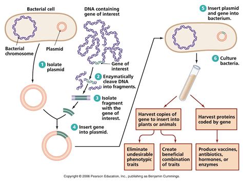 Human Genetic Engineering Process