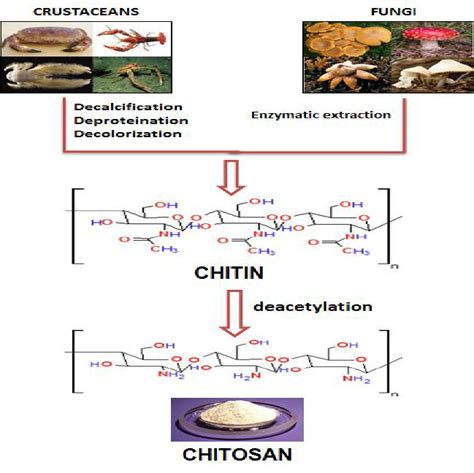 Showing Extraction Of Chitin And Chitosan From Different Sources Download Scientific Diagram