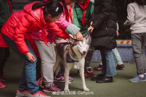 失明哈士奇成最棒笑眼狗醫生 語言障礙童敞心暢談 ETtoday寵物雲 ETtoday新聞雲