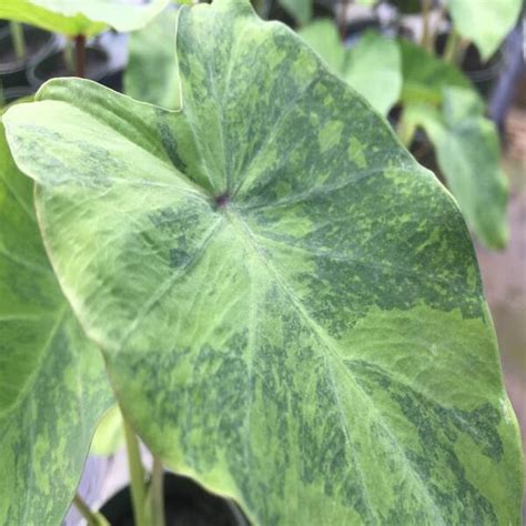 Givhandys 4 In Potted Elena Taro Bogmarginal Aquatic Pond Plant Elena Taro The Home Depot