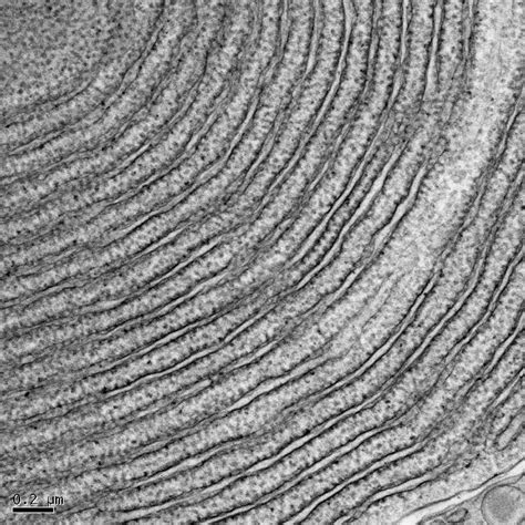 Endoplasmic Reticulum Microscope