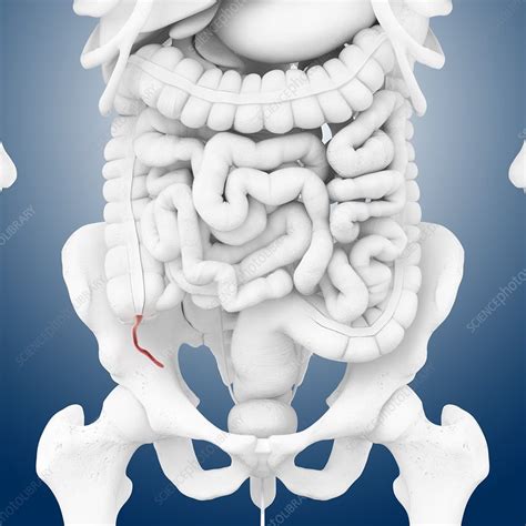 Appendix Artwork Stock Image C Science Photo Library