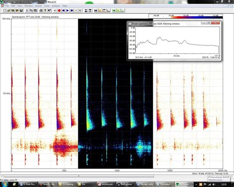 Serotine Sonogram Nottinghamshire Bat Group