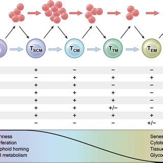 PDF Harnessing Stem Cell Like Memory T Cells For Adoptive Cell Transfer Therapy Of Cancer