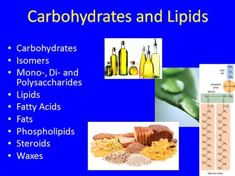 What Are The Differences Between Lipids And Carbohydr Vrogue Co