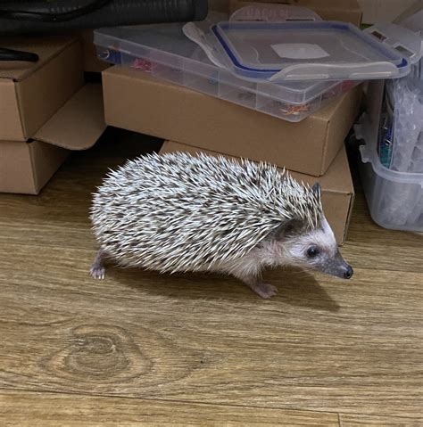 Ditty¨̮ 📌interest C Keychain On Twitter Welcome Home Teddy 🦔🫂
