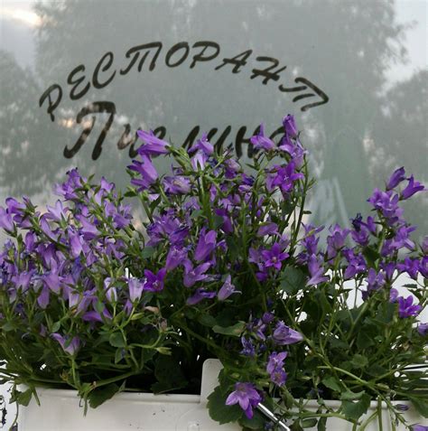 Ваканци Ваканционно селище Свети Никола Ресторант Пчелина