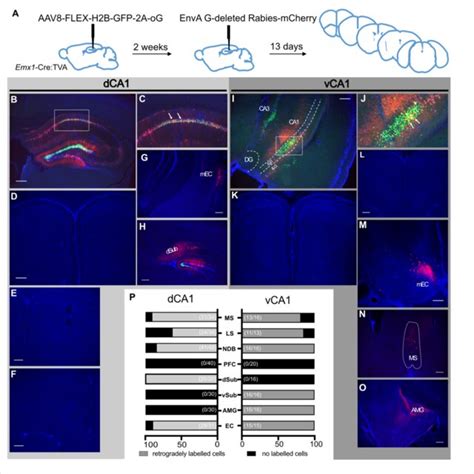 monosynaptic retrograde tracing from dca1 and vca1 using modified