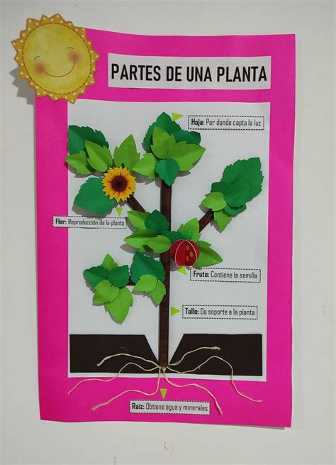 Partes De Una Planta Partes De La Planta Partes De La Misa