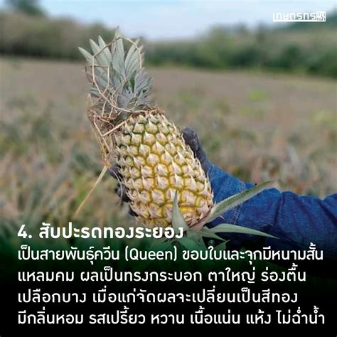 เกษตรกรก้าวหน้า ทำความรู้จัก 9 สับปะรด Gi