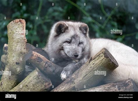 Arctic Fox Vulpes Lagopus Sat On Log Pile Licking Its Lips Jimmys Farm Ipswich Suffolk