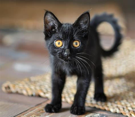 A Black Cat With Golden Eyes Premium Ai Generated Image