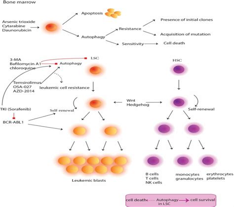 The Bone Marrow Niche Adjusts HSC Quiescence Differentiation