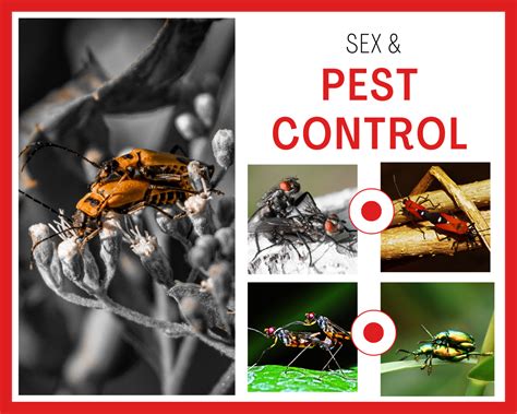 In Sex In Sydney Sydneys Best Pest Control 1800 819 189