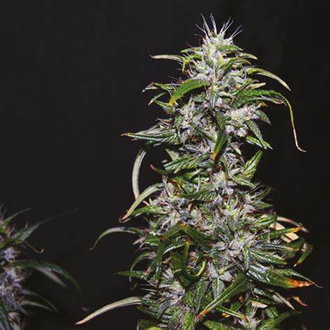 Purple Star Weed