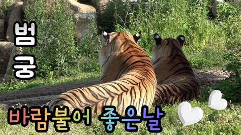 바람불어좋은날🐯 Youtube