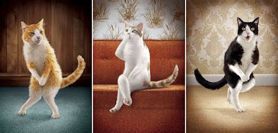 Small Bits Pieces Cat Sex