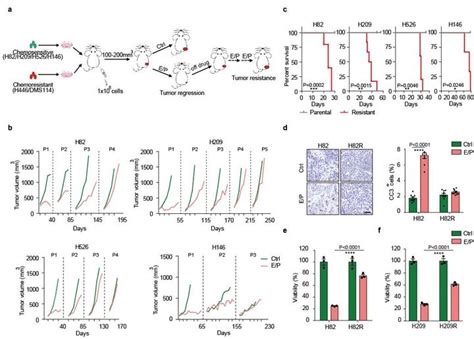 季红斌课题组nature Cancer揭示小细胞肺癌化疗耐药的新机制 知乎