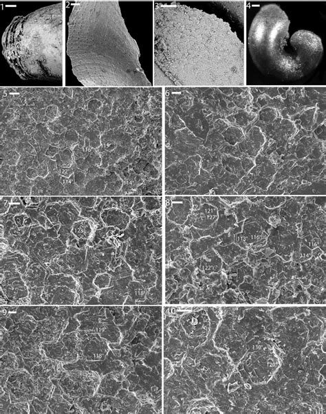 Shell Microstructure 3 5 10 Septation 1 And Phosphate Cast Of