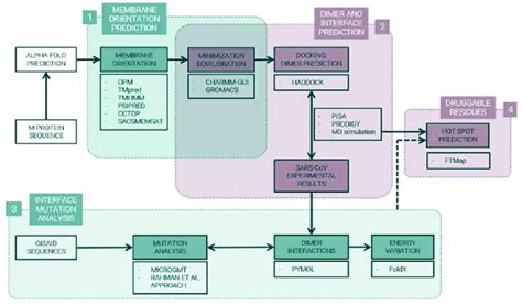 Project Pipeline M Protein Structure Was Predicted By Alphafold [31