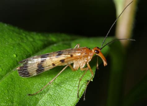 Scorpionfly