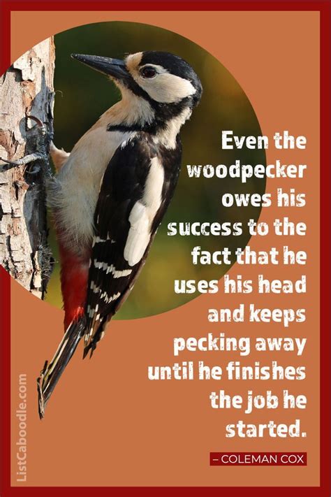 Inspirational Woodpecker Quote Funny Woodpecker Quotes Woodpecker