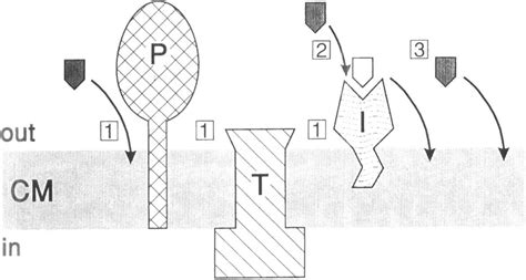 Simplified Scheme Of Membraneassociated Proteins Encoded Within The Download Scientific Diagram