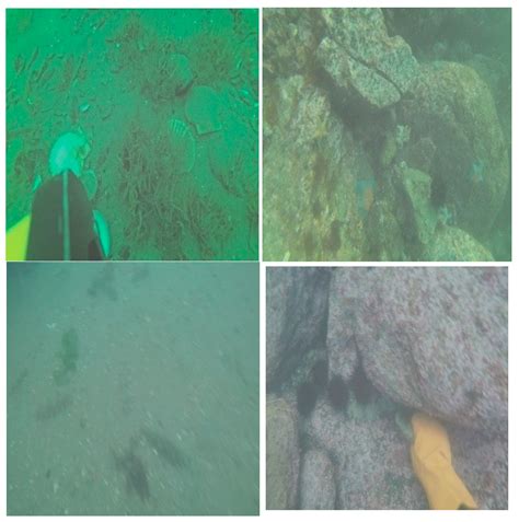 G Net An Efficient Convolutional Network For Underwater Object Detection