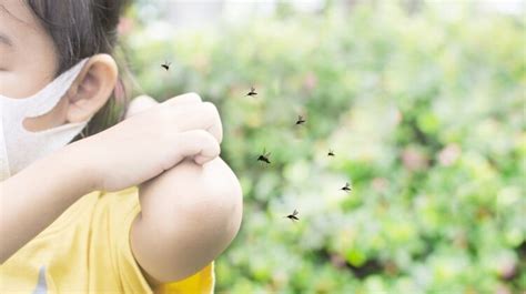 What Should You Do If Your Infant Has Dengue