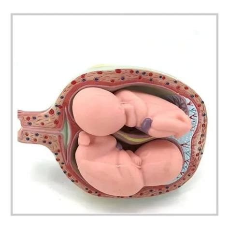Biology Lab Displaying Teaching Tools Embryonic Development Model Of Pvc Medical Teaching